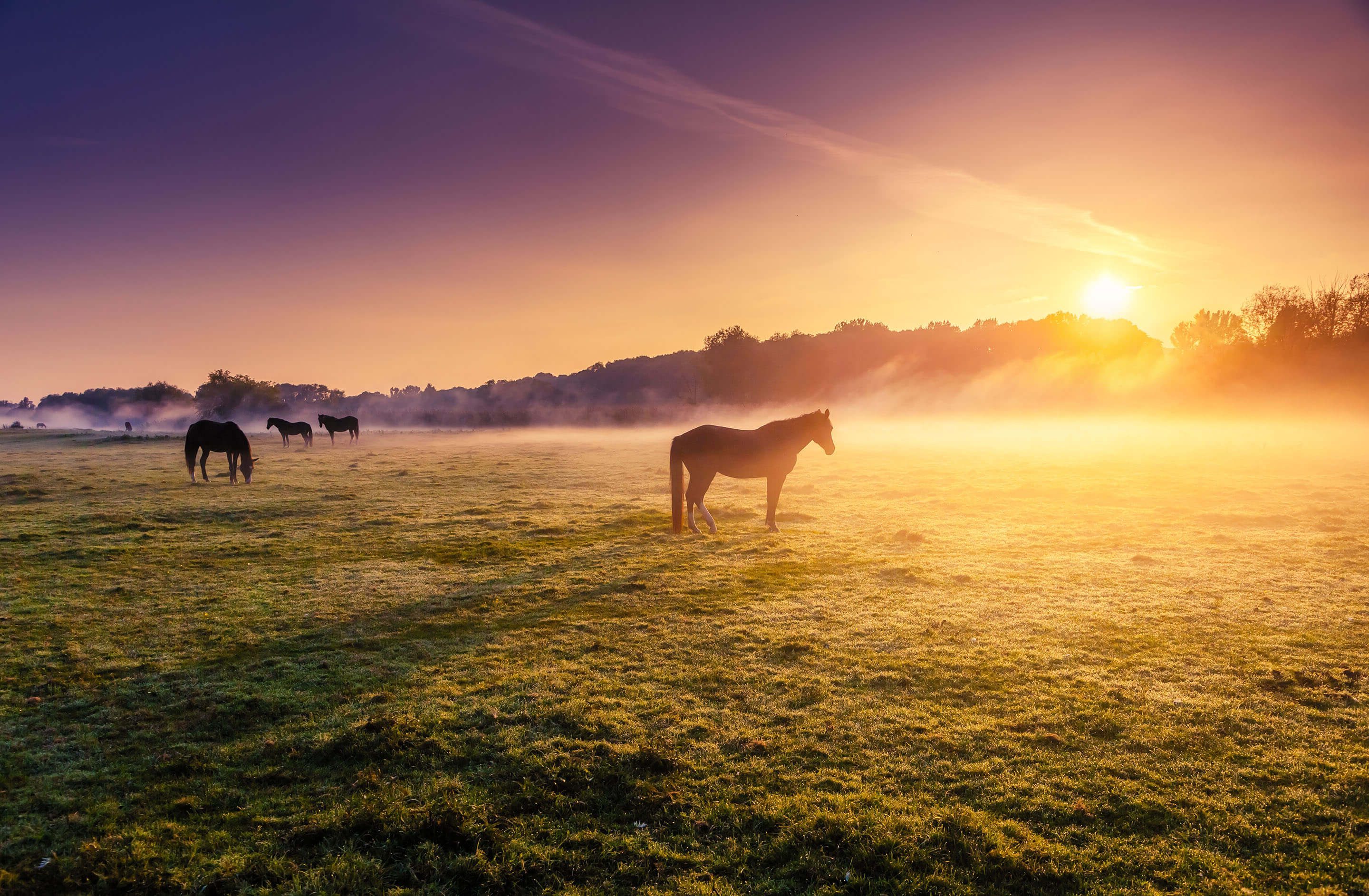 Séjour en ranch aux Etats-Unis - Languages and Travel